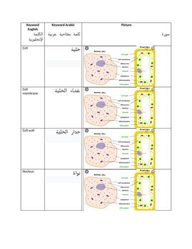 AQA GCSE Biology Keywords Arabic | Teaching Resources