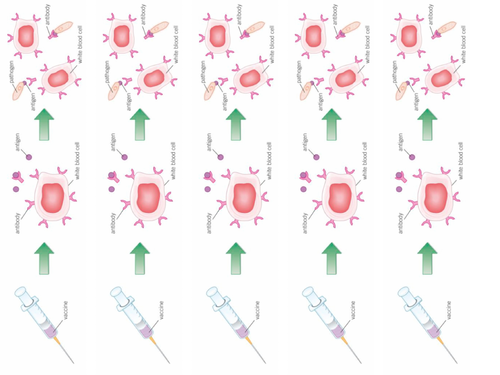 AQA GCSE Biology (9-1) B6.1 Vaccinations - FULL LESSON | Teaching Resources