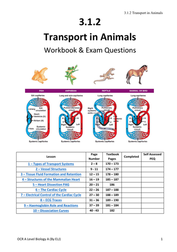 3.1.2 Transport in Animals Workbook & MS | Teaching Resources
