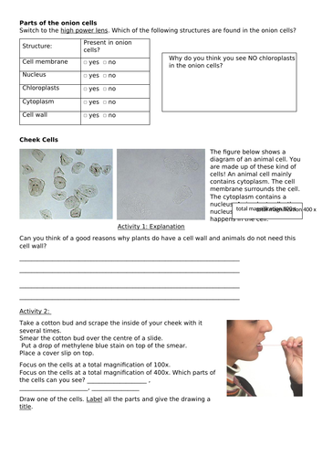 5th Grade Scientific Investigation Worksheet