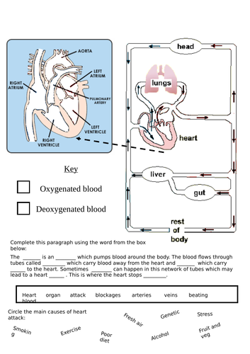 Heart and circulation worksheet | Teaching Resources