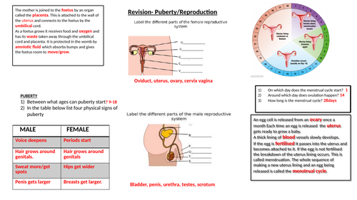 Revision Puberty/reproduction/fertilisation and gestation | Teaching ...