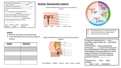 Revision Puberty/reproduction/fertilisation and gestation | Teaching ...