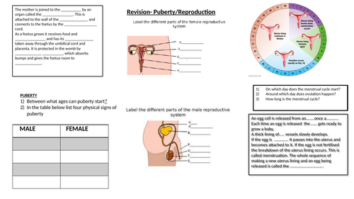 Revision Puberty/reproduction/fertilisation and gestation | Teaching ...