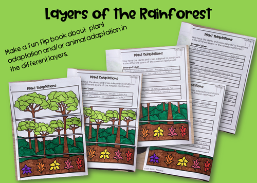Amazon Rainforest Layers KS2 | Teaching Resources