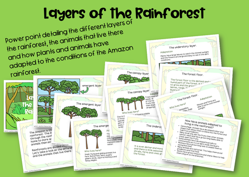 Amazon Rainforest Layers KS2 | Teaching Resources
