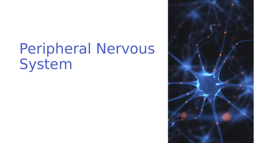 Peripheral Nervous System Edexcel B | Teaching Resources