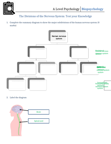 The Nervous System: Year 1 biopsychology | Teaching Resources