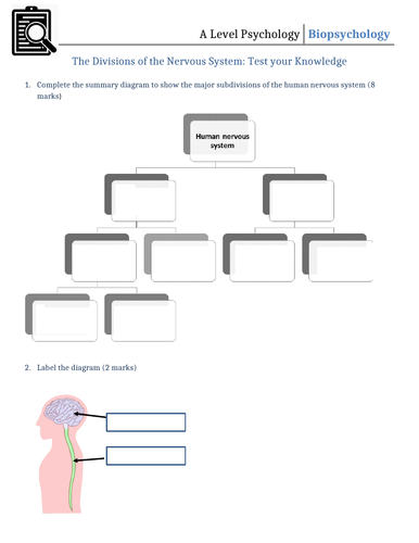 The Nervous System: Year 1 biopsychology | Teaching Resources