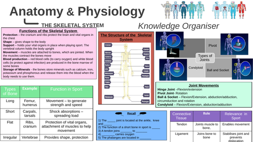 GCSE PE Knowledge Organiser (Body Systems) | Teaching Resources