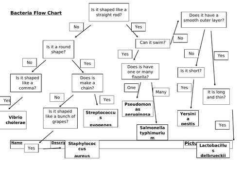 Bacterial flow chart | Teaching Resources