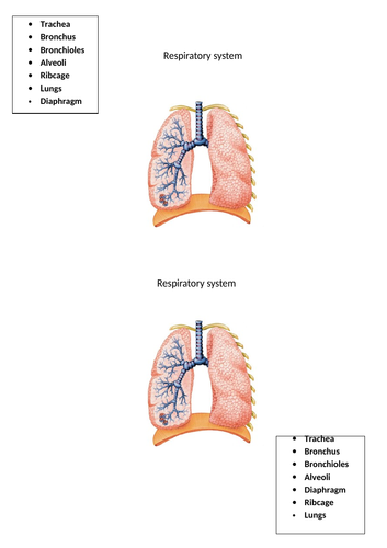 Year 8 Breathing and Respiration lessons (8C Exploring science ...