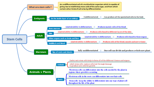 Stem Cells Mindmap for GCSE Biology | Teaching Resources
