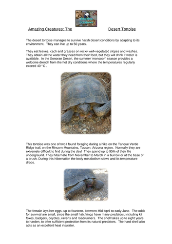 The Desert Tortoise | Teaching Resources