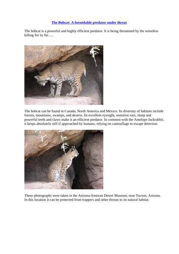 The Bobcat | Teaching Resources