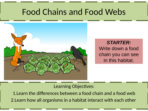 KS3 - Food Chains and Webs | Teaching Resources