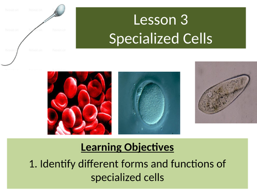 KS3 - Specialised Cells | Teaching Resources