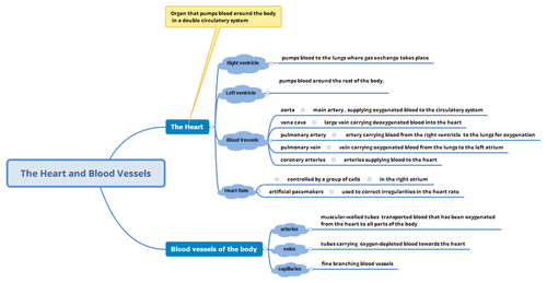 The Heart and Blood Vessels | Teaching Resources