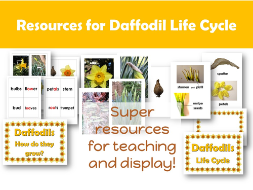 Life-cycle of a Daffodil Lesson + FREE Power Point/Video | Teaching ...