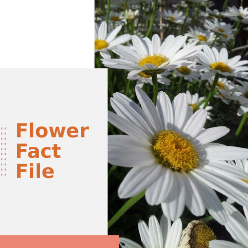 flower-fact-file-for-year-1-flower-identification-teaching-resources