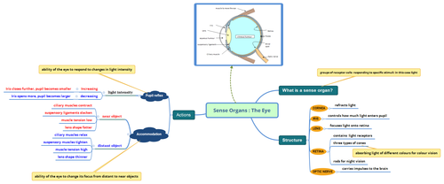 Sense Organ : The Eye | Teaching Resources