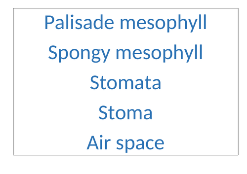 aqa-plant-transport-key-words-for-display-teaching-resources