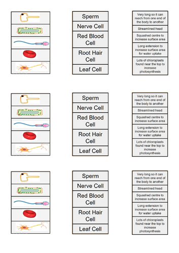 Unicellular Organisms KS3 Activate Science | Teaching Resources