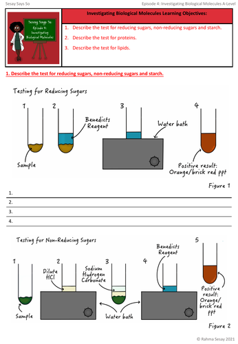 4: Investigating Biological Molecules (A-Level) | Teaching Resources
