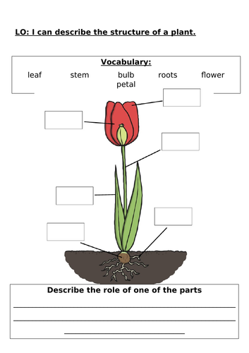 KS1 Science - Plants - PowerPoints & worksheets | Teaching Resources