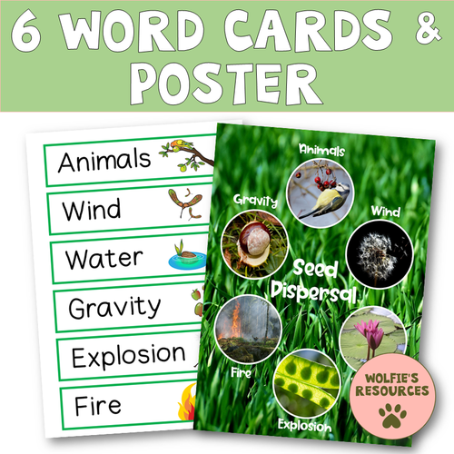 Seed Dispersal KS2 | Teaching Resources