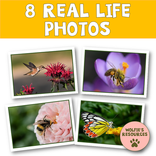 Pollination Activities and Power Point KS2 | Teaching Resources