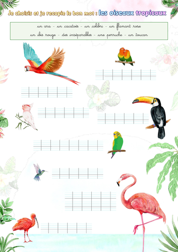 Handwriting (French): Tropical birds (les oiseaux tropicaux) | Teaching ...