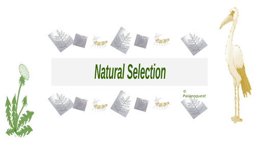 Natural Selection and Adaptation Activity for KS2 Evolution | Teaching ...
