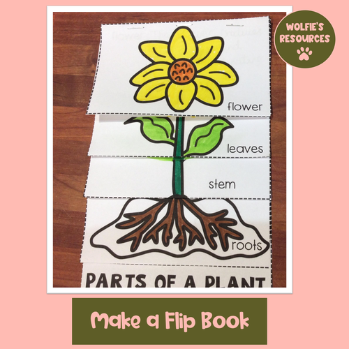Parts Of A Plant | Teaching Resources