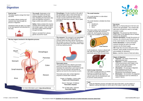 Digestion Knowledge Organiser 14-16 years | Teaching Resources