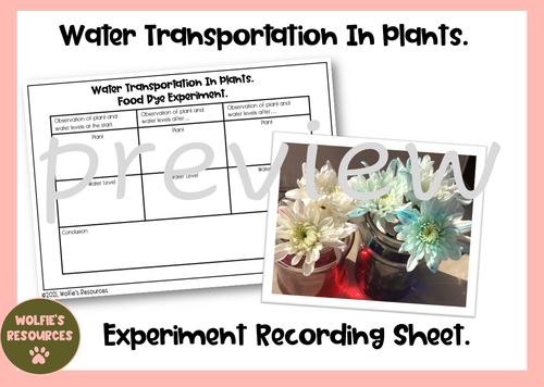 Water Transportation In Plants | Teaching Resources