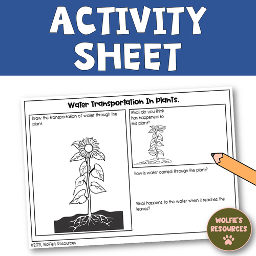 Water Transportation In Plants | Teaching Resources