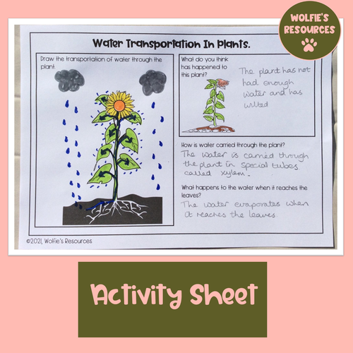 Water Transportation In Plants | Teaching Resources