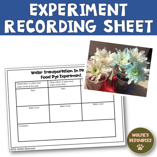 Water Transportation In Plants | Teaching Resources