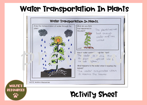 Water Transportation In Plants | Teaching Resources