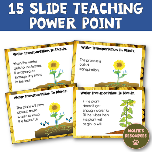 Water Transportation In Plants | Teaching Resources