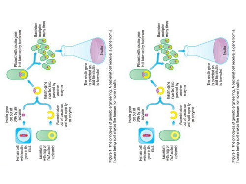 AQA GCSE Biology (9-1) B14.4 Genetic engineering - FULL LESSON ...