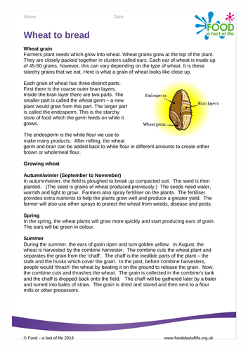 Wheat to bread | Teaching Resources