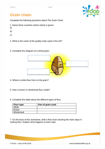 The grain chain worksheet | Teaching Resources