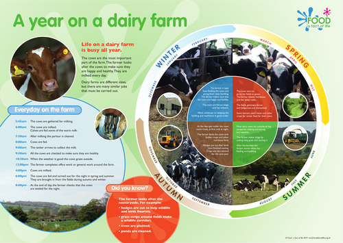 A year on a dairy farm poster | Teaching Resources