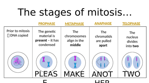Mitosis overview slide for KS4 *FREE* | Teaching Resources