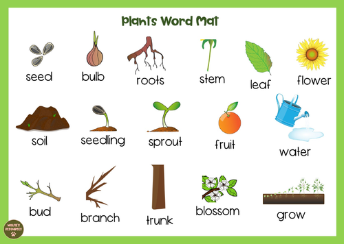 Plant Word Mat | Teaching Resources