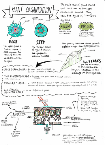 Plant Organisation - GCSE AQA Biology | Teaching Resources