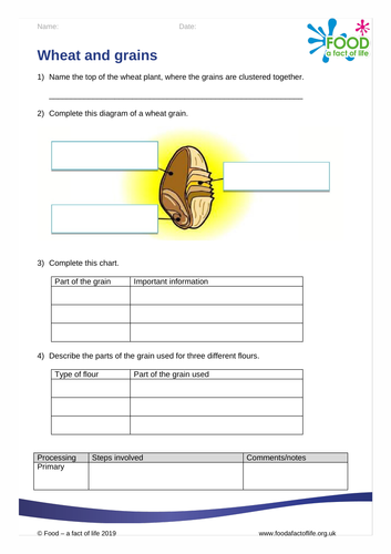 Wheat and grains worksheet | Teaching Resources