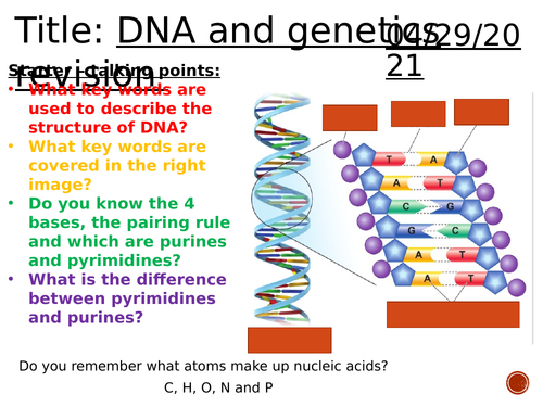 DNA and genetics revision A level | Teaching Resources